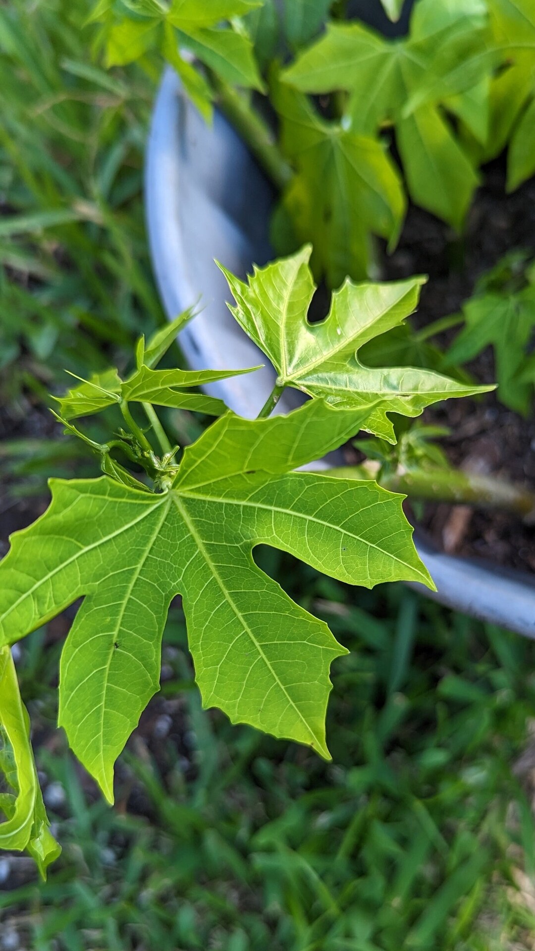 1 Organic Chaya Tree Spinach /mexican Tree Spinach Plant - Etsy