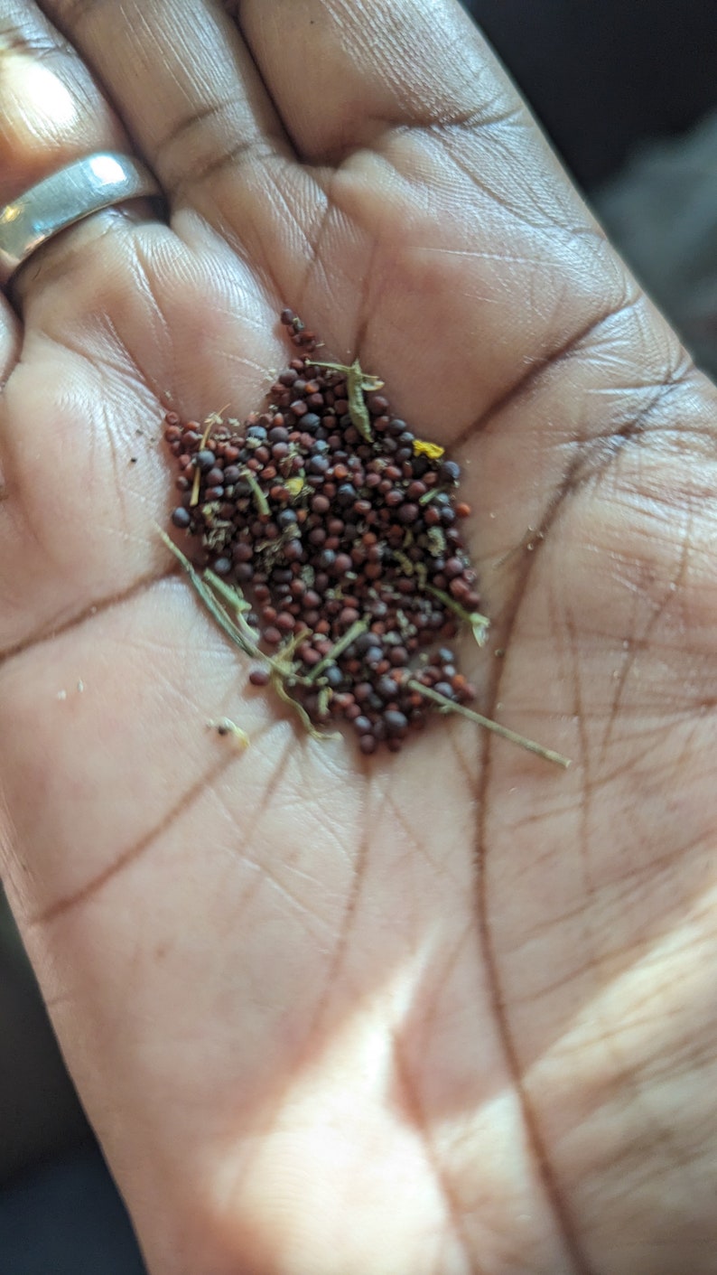 Chijimisai Asian Greens Seeds - Etsy