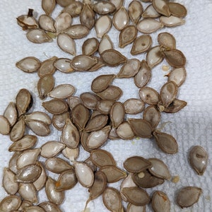 20 Jamaican Pumpkin Seeds - Etsy