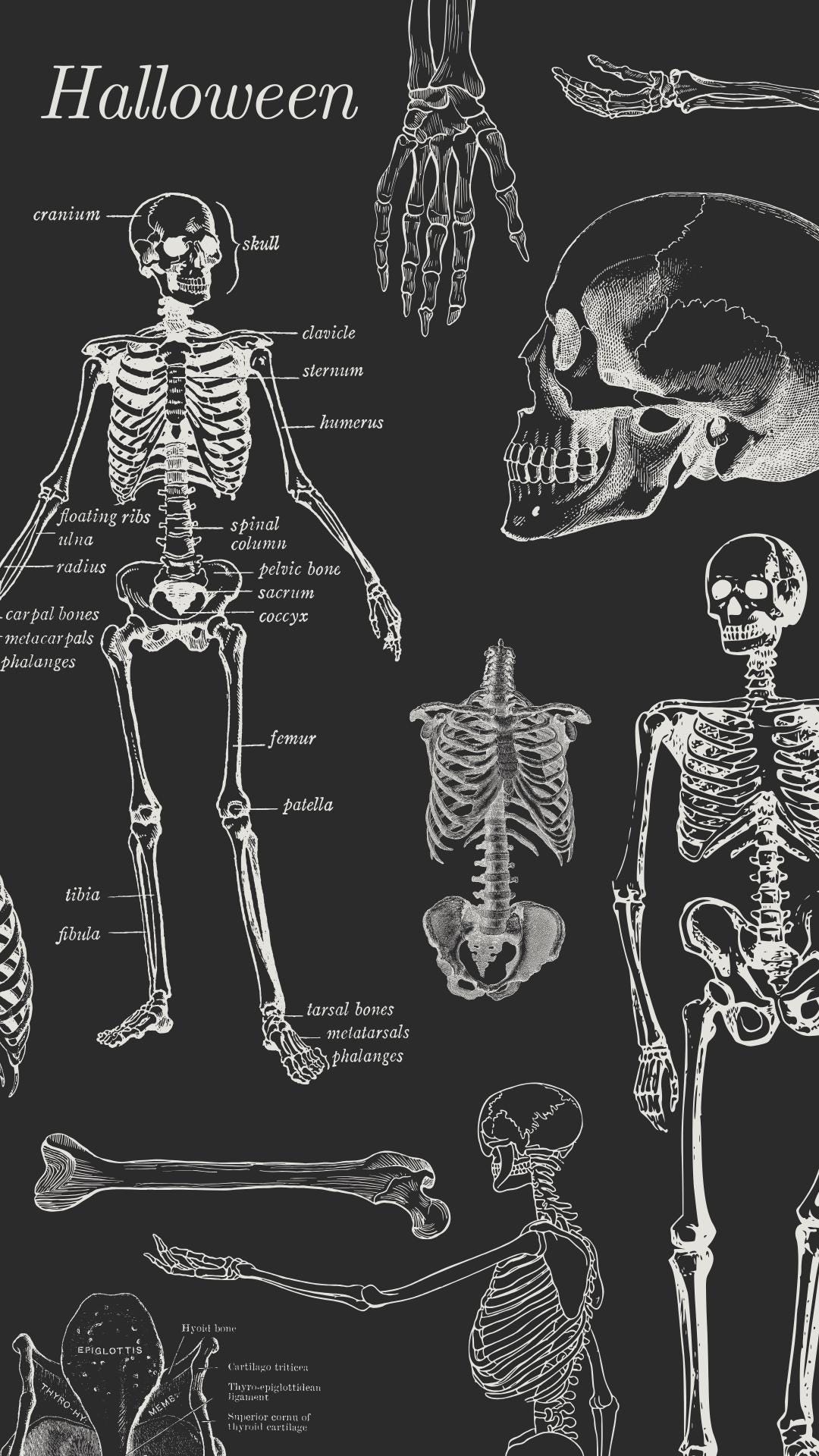 Spooky Skeleton Wallpaper - Etsy