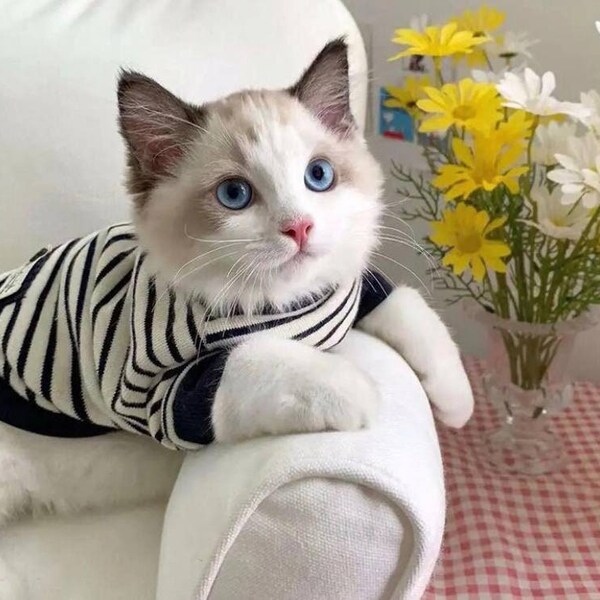 Kitty Clothes - Etsy