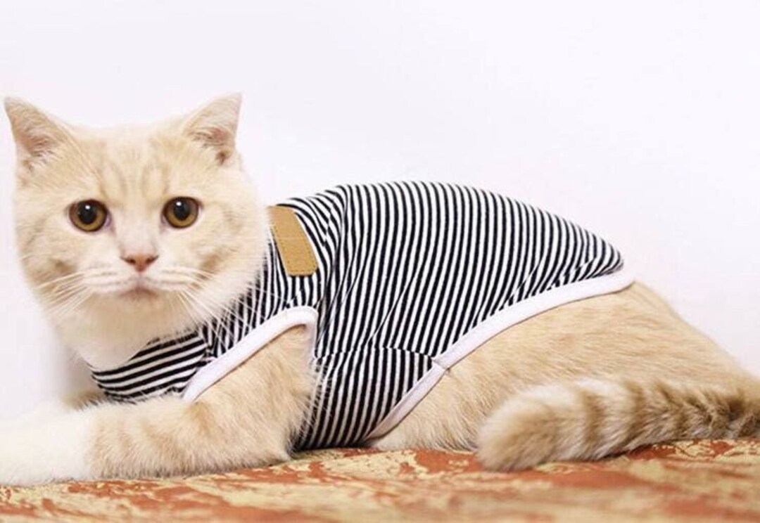 Jersey for Cat Cat Summer Clothes Small Cat Clothes Kitty - Etsy