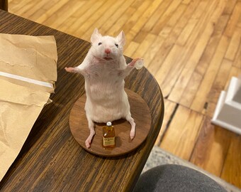 Mummified Black Mouse Head, 1pc, Taxidermy Mouse, Real Animal Mummy - Etsy