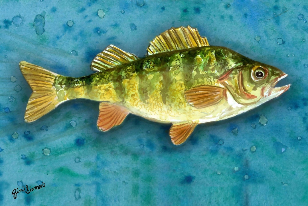 Yellow Perch, Lake Erie Watercolor, Ohio Watercolor, Lake Erie Fish ...