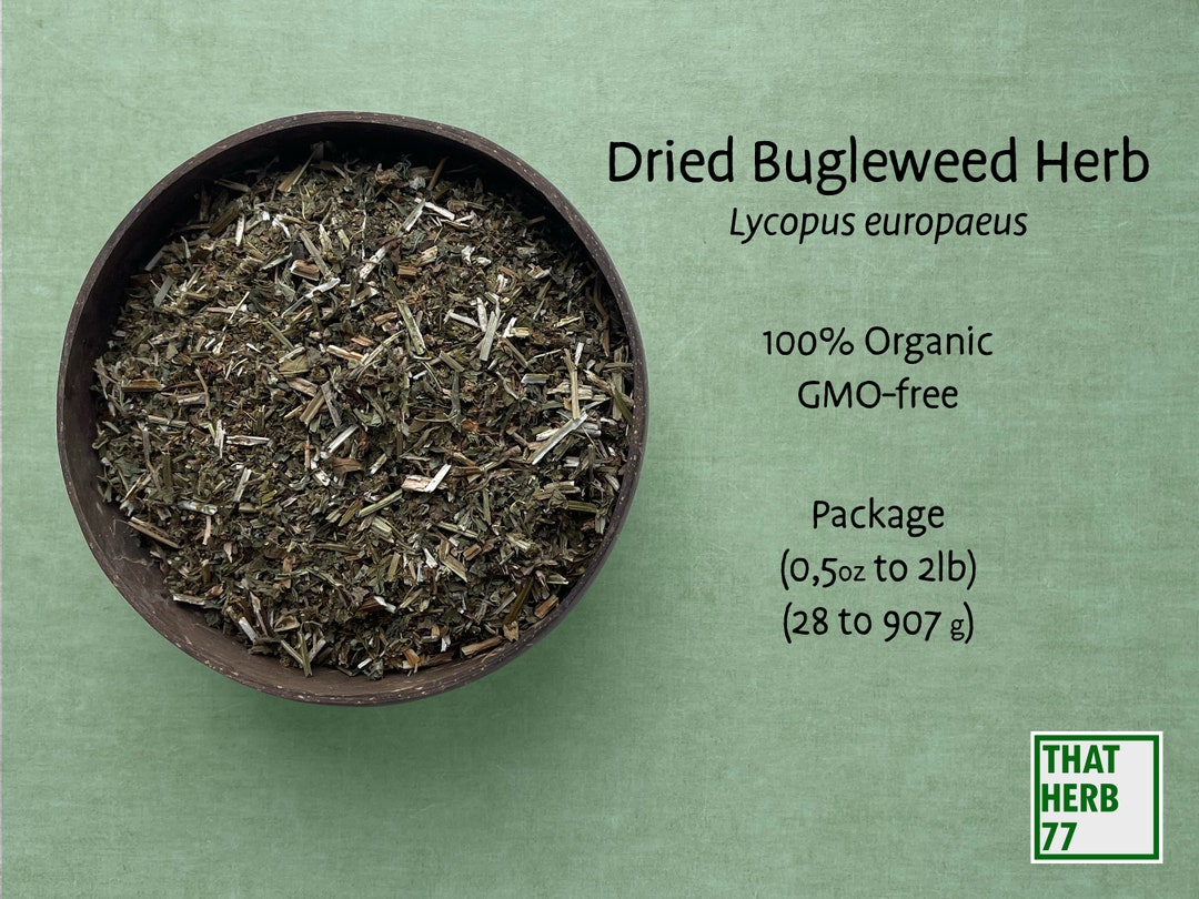 Dried Bugleweed Herb lycopus Europaeus Best Quality 100% - Etsy