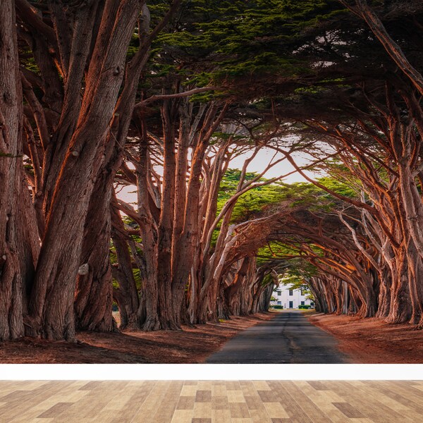 Cypress Tree Wallpaper - Etsy