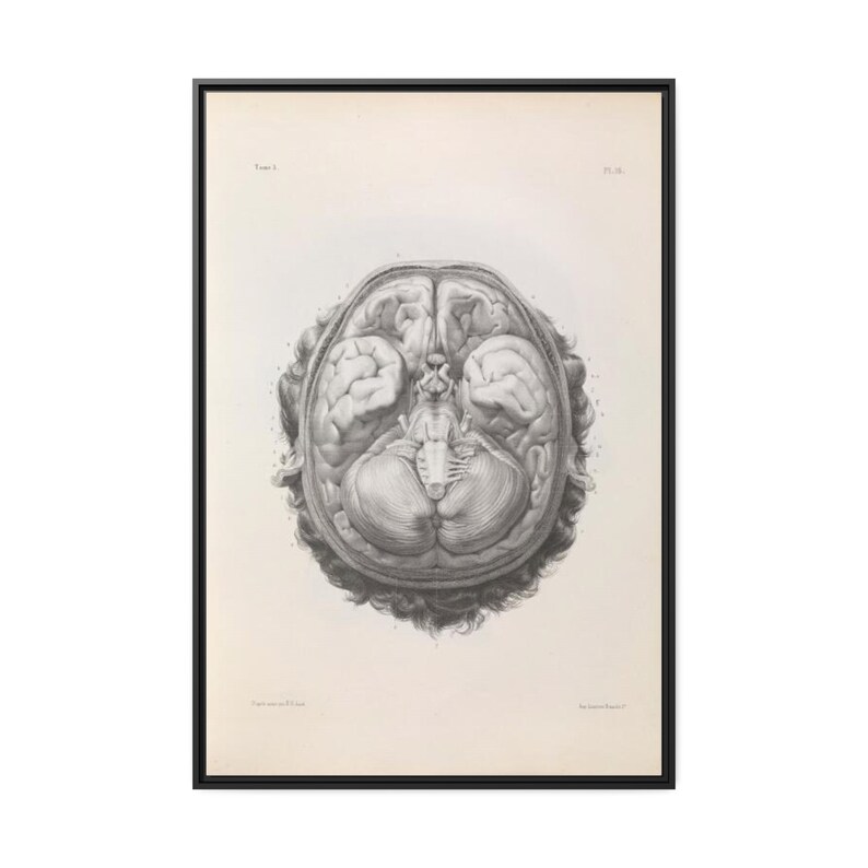Vintage Anatomy of the Human Brain From 1844 Human Brain Anatomy ...