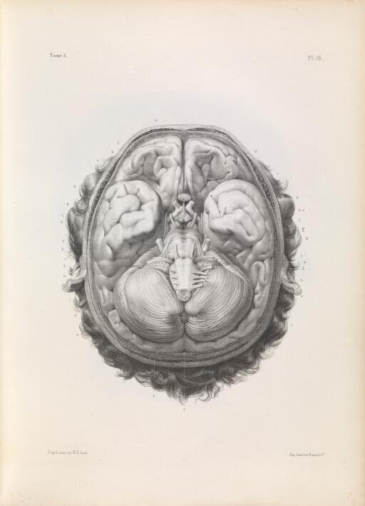 Vintage Anatomy of the Human Brain From 1844 Human Brain Anatomy ...