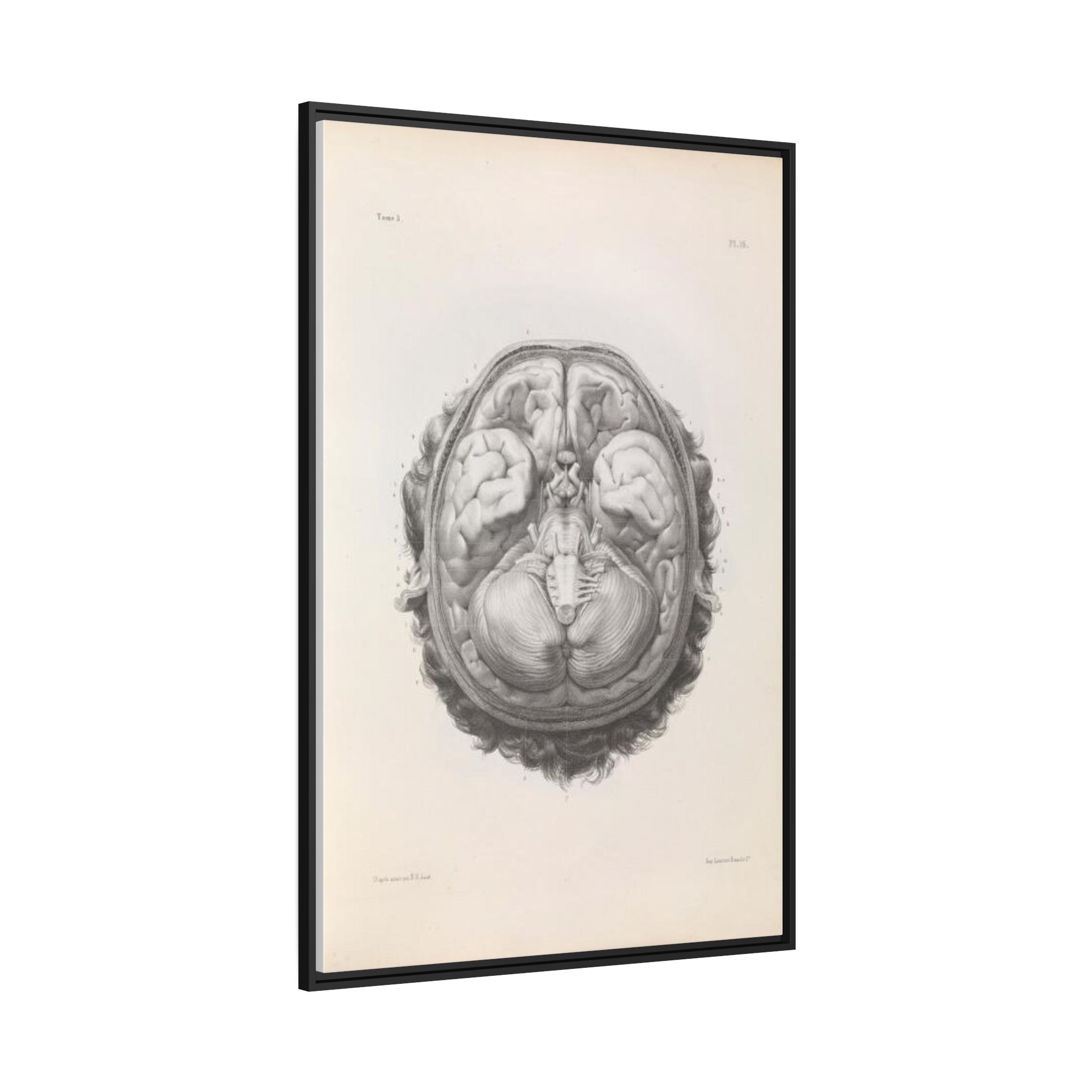 Vintage Anatomy of the Human Brain From 1844 Human Brain Anatomy ...