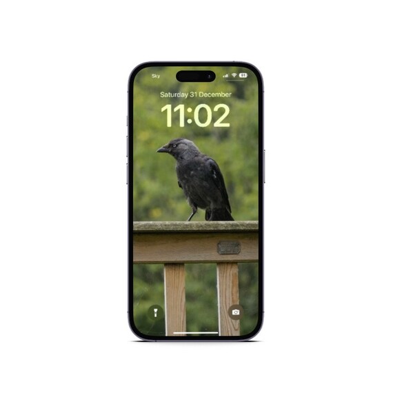 Crow Iphone Wallpaper