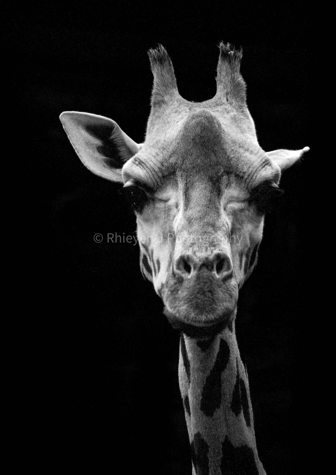 Giraffe Fridge Magnet, Original Black and White Photography, Zoo Animal ...
