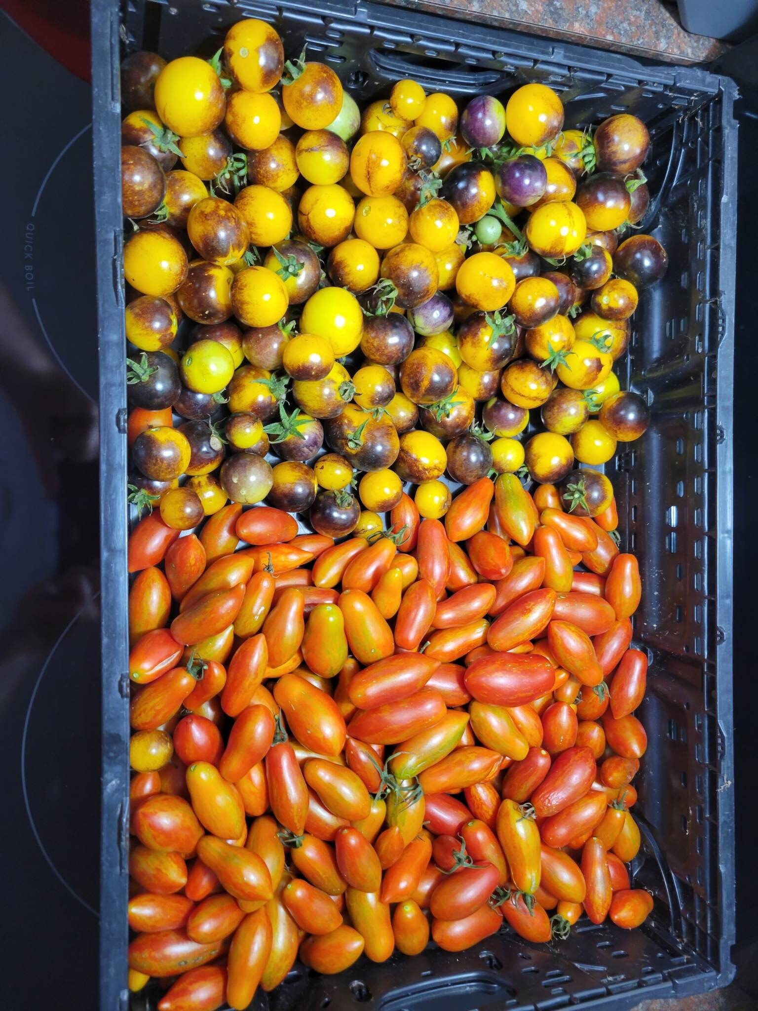 Prairie Fire Tomatoes: 25 Seeds per Pack - Etsy