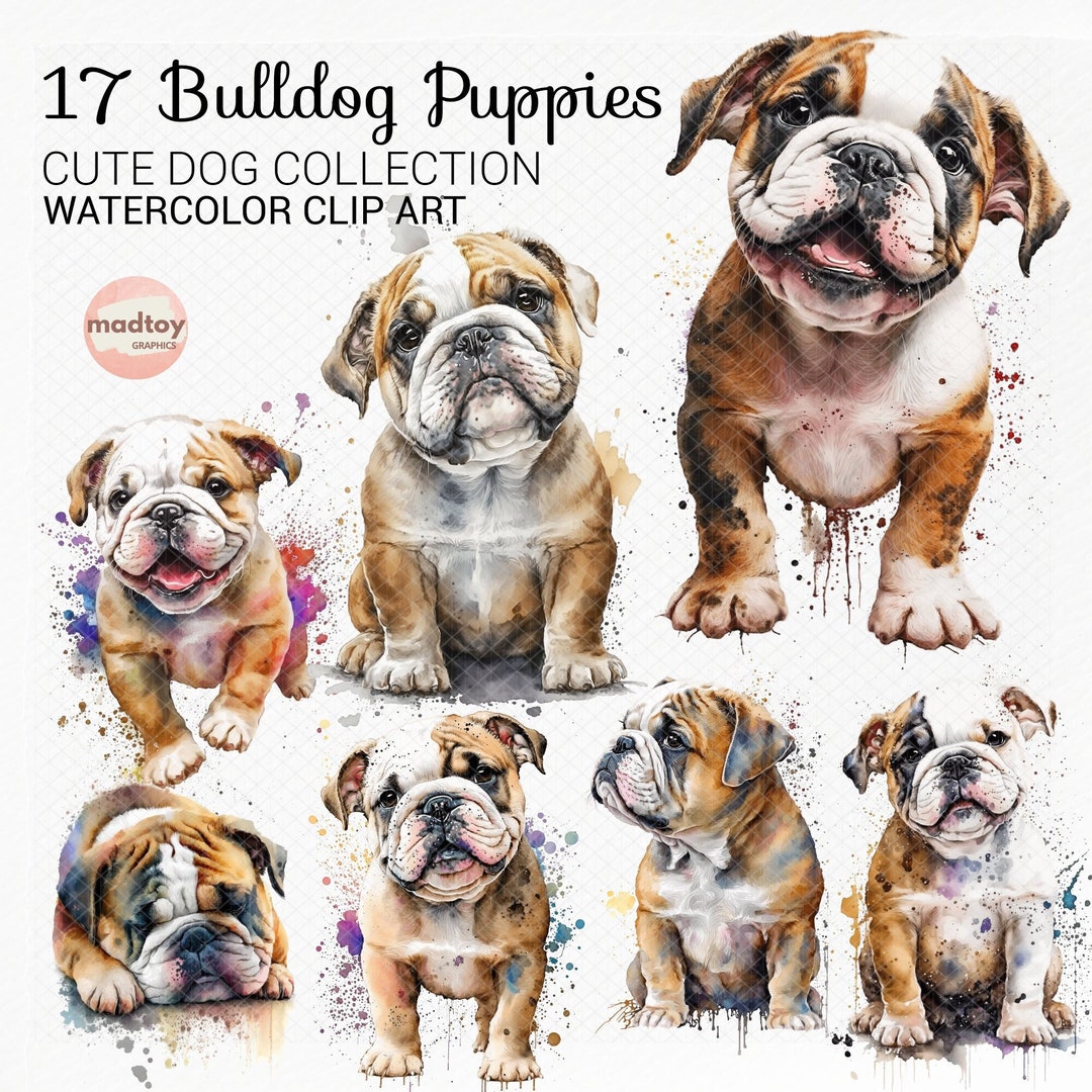 Bulldog Clipart Bundle Bulldog Clipart PNG English Bulldog - Etsy