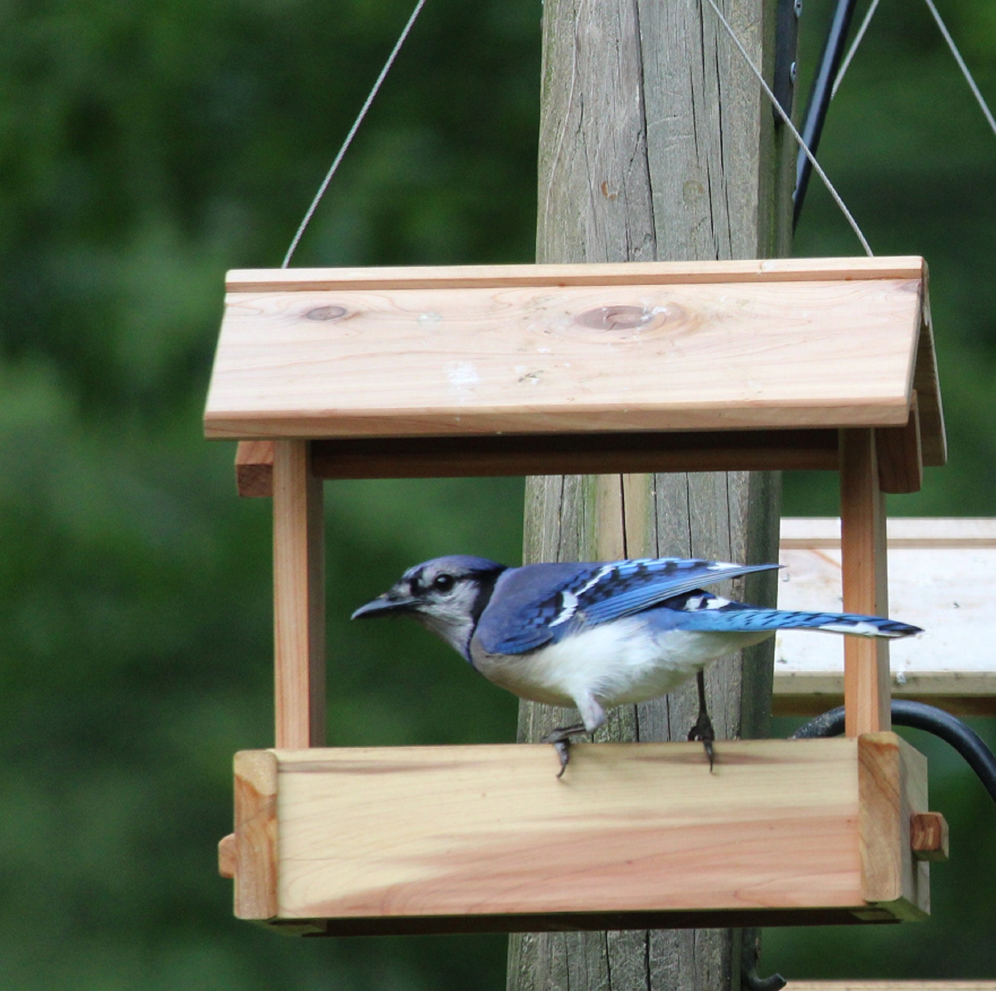 Fly Through Bird Feeder Kit - Etsy