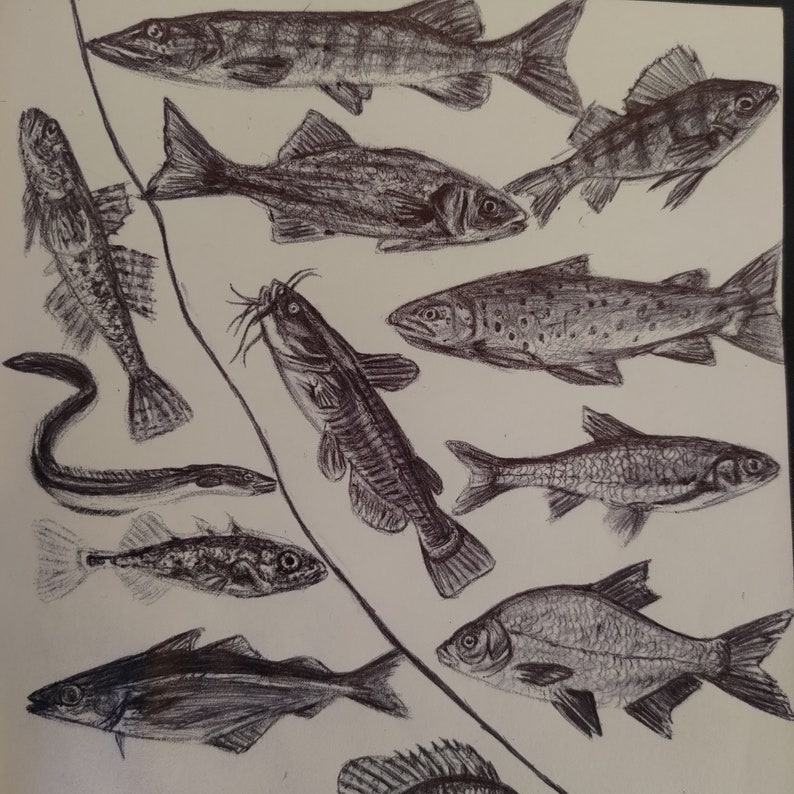 Fish Perch Trout Eel, Original Pen Ink Drawing on Paper 21 X 14.3 Cm ...
