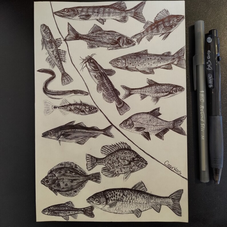 Fish Perch Trout Eel, Original Pen Ink Drawing on Paper 21 X 14.3 Cm - Etsy