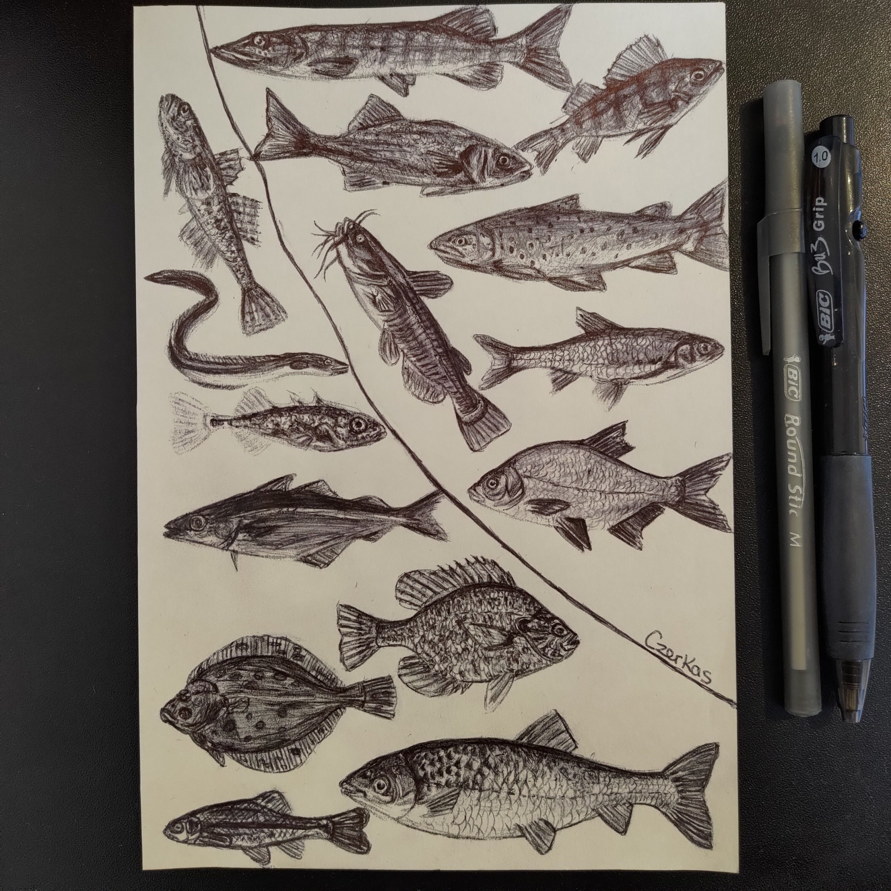 Fish Perch Trout Eel, Original Pen Ink Drawing on Paper 21 X 14.3 Cm ...