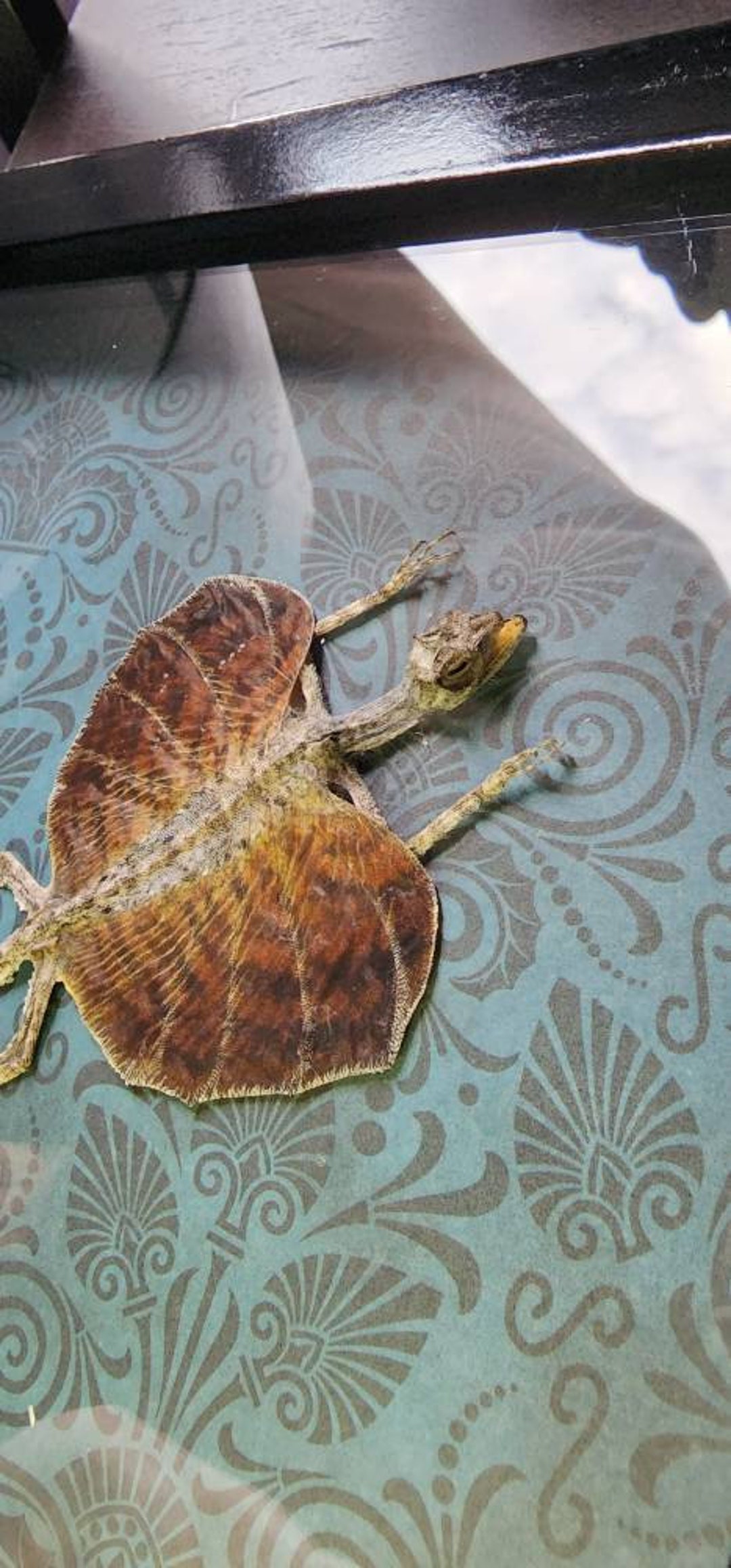 Mummified Lizard Shadow Box 8x8 - Etsy