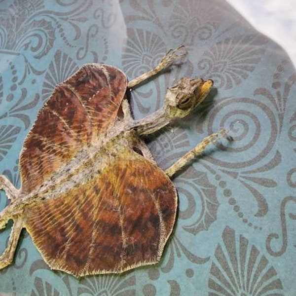 Coffin Shadow Box - Etsy