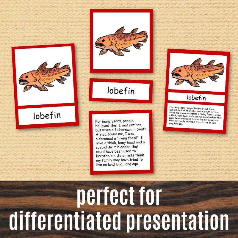 Montessori Fish Activities - Montessori Elementary Fish 3 Part Cards ...