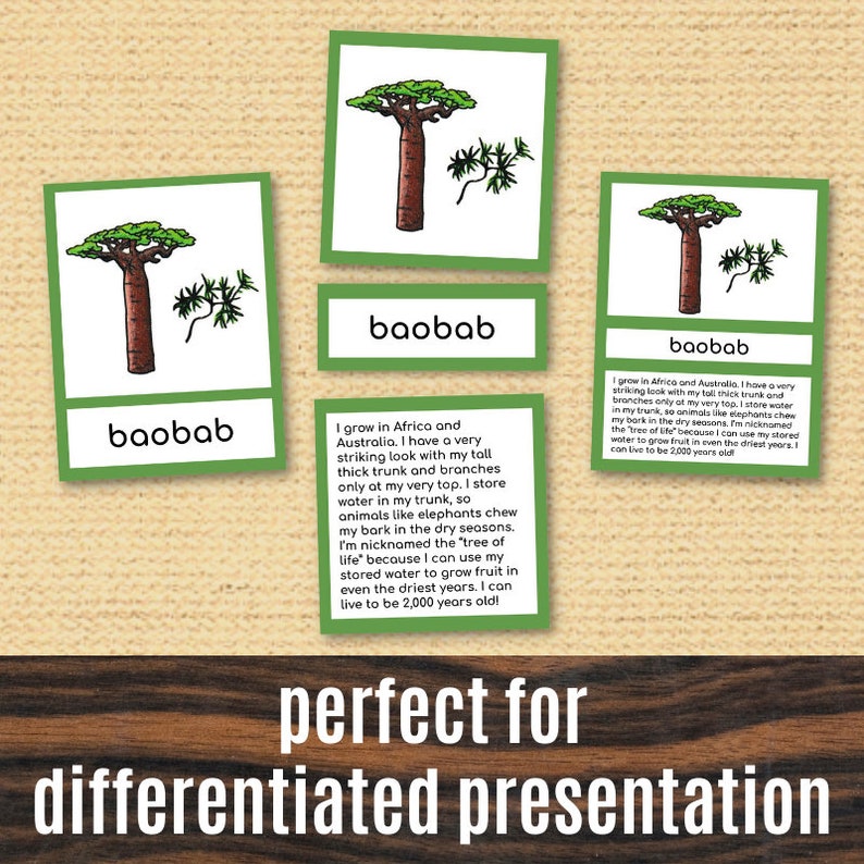 Montessori Trees Unit Science Cards - Evergreen Trees Deciduous Trees ...