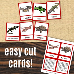 Montessori Reptiles and Amphibians 3-part Cards: Educational Science ...