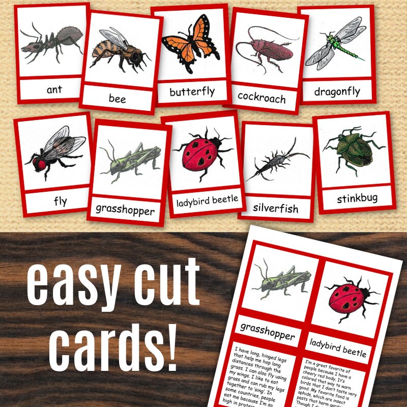 Montessori Insects 3 Part Cards Bug Printables Booklet - Montessori ...