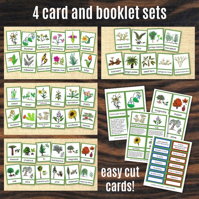 Montessori Plant Kingdom Educational Materials: Elementary Science ...
