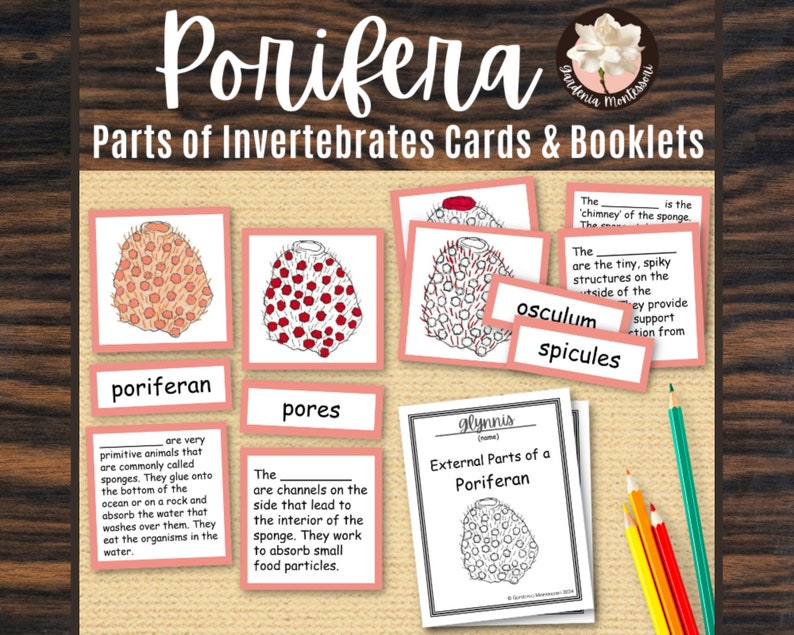 Educational Printable: Sponge & Porifera Anatomy Booklet - Montessori ...