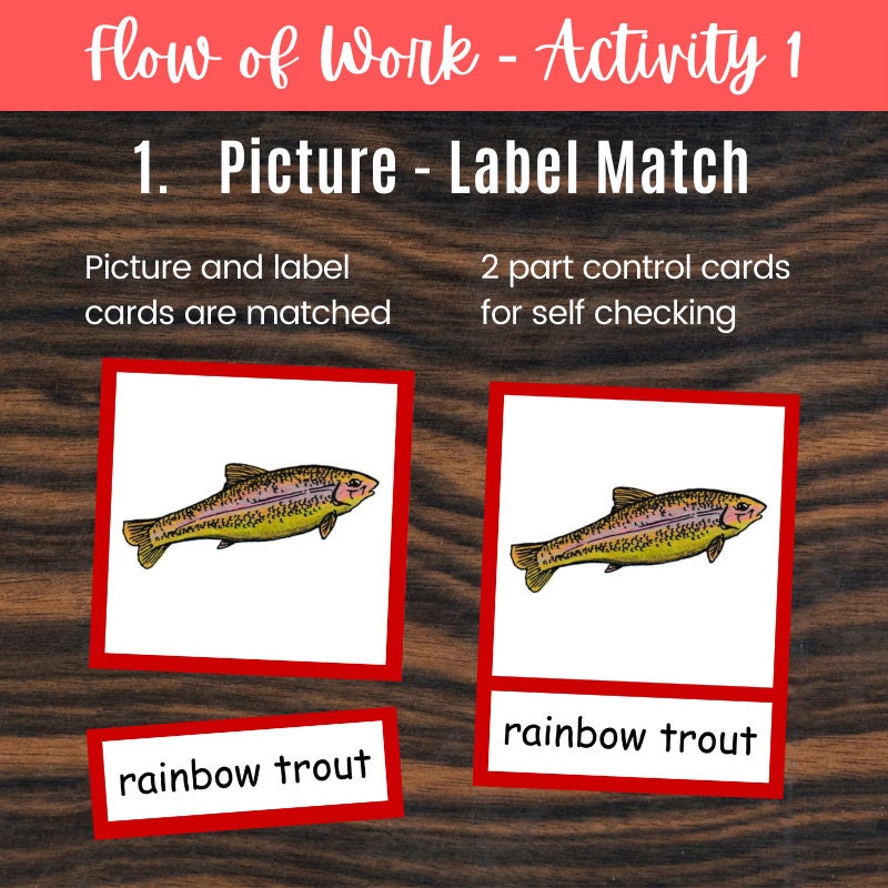 Montessori Fish Activities - Montessori Elementary Fish 3 Part Cards ...