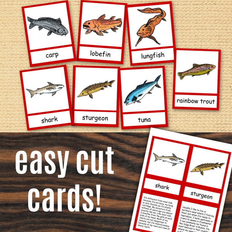 Montessori Fish Activities: Elementary 3-part Cards, Booklet & Animal ...