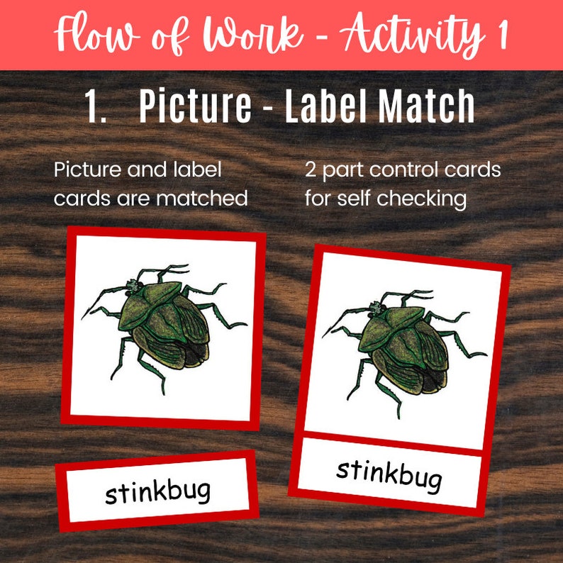 Montessori Insects 3 Part Cards Bug Printables Booklet - Montessori ...