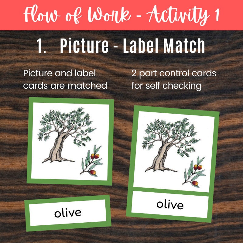 Montessori Trees Unit Science Cards - Evergreen Trees Deciduous Trees ...