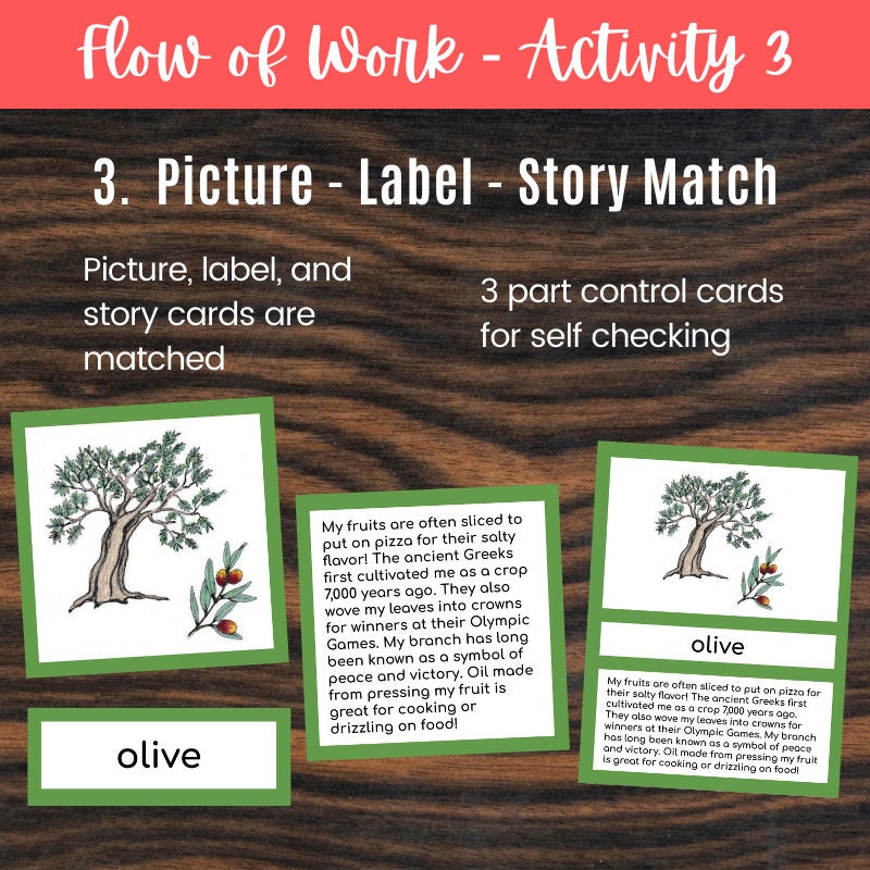 Montessori Trees Unit Science Cards - Evergreen Trees Deciduous Trees ...