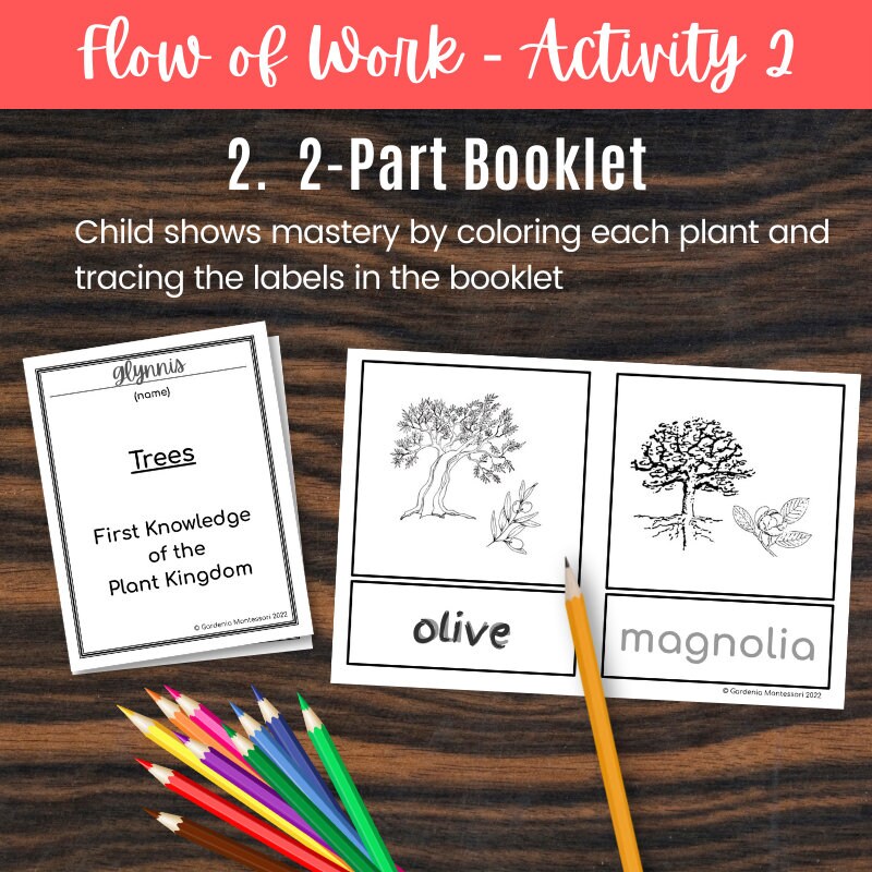 Montessori Trees Unit Science Cards - Evergreen Trees Deciduous Trees ...