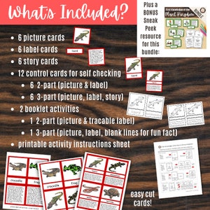 Montessori Reptiles and Amphibians 3-part Cards: Educational Science ...