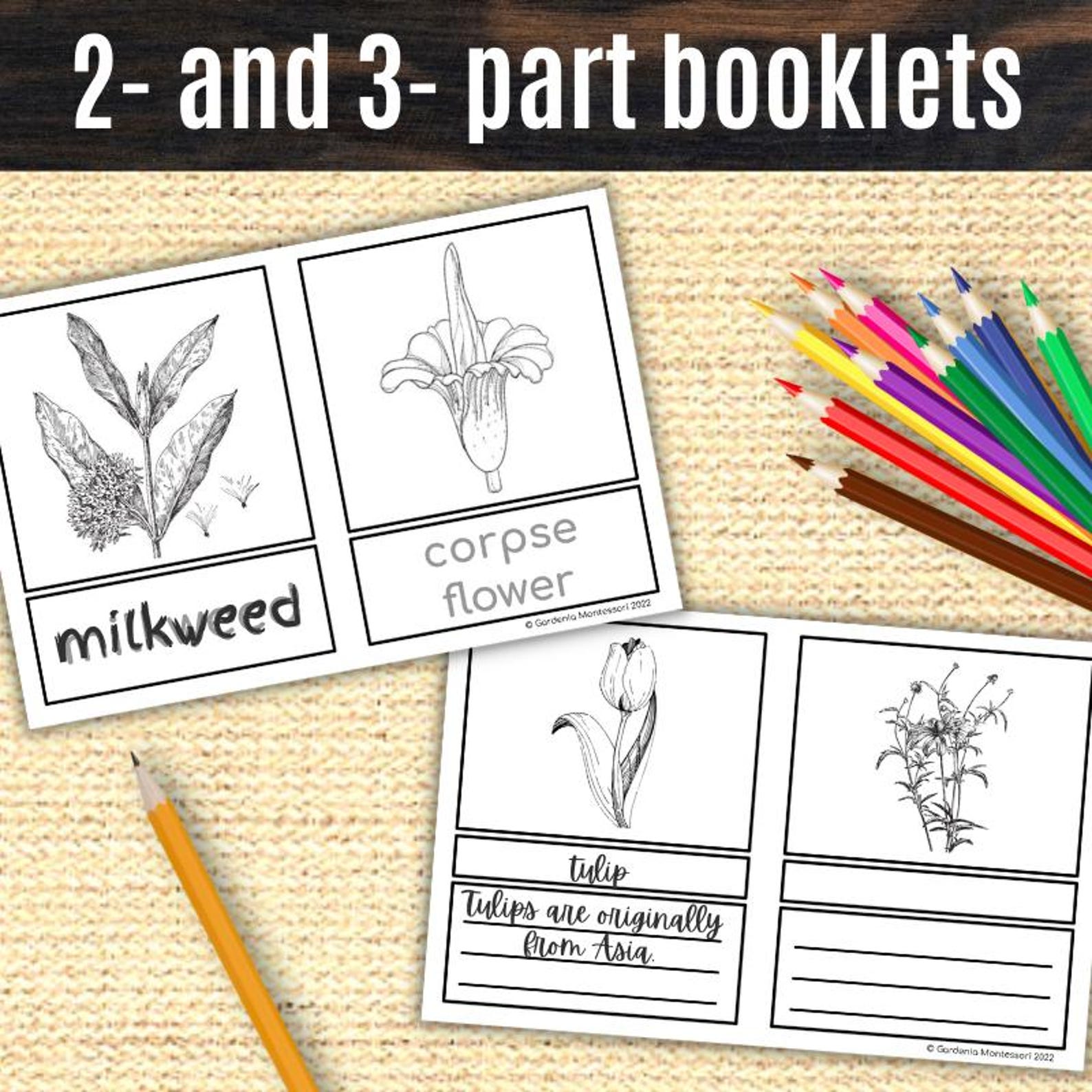 Montessori Flowering Plants Science Cards: Elementary Educational ...