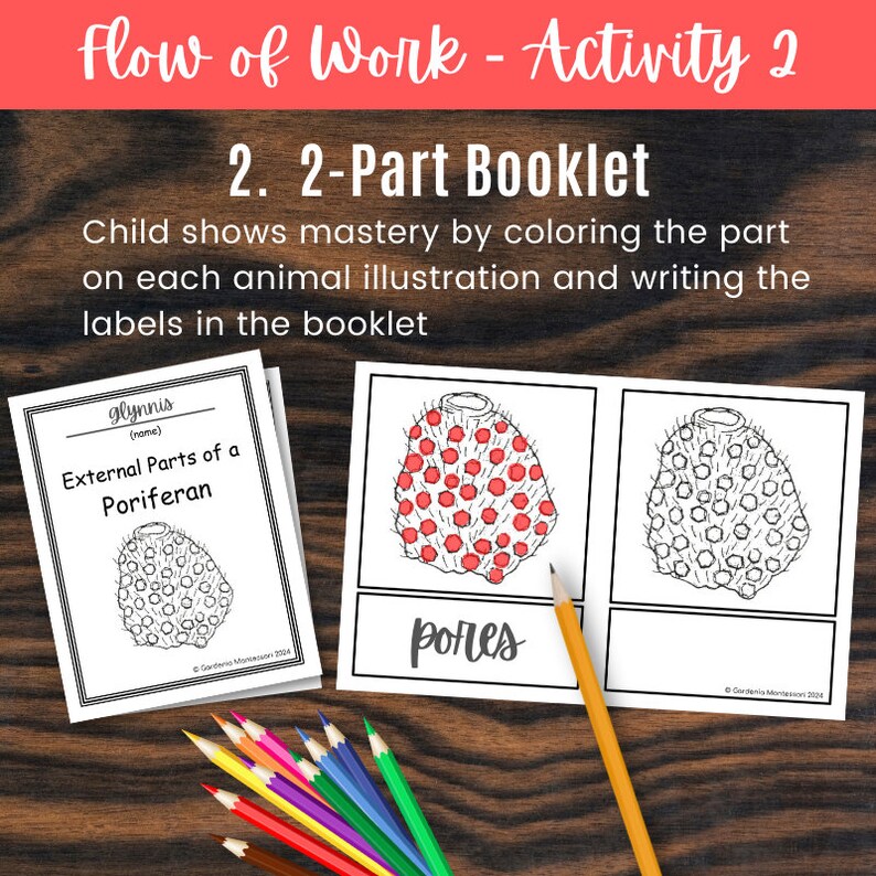 Educational Printable: Sponge & Porifera Anatomy Booklet - Montessori ...