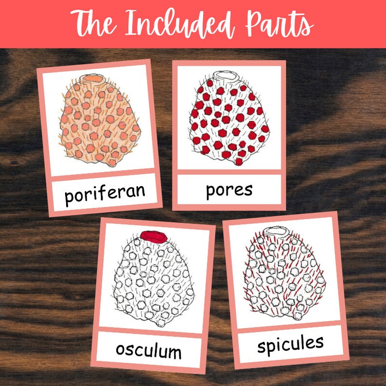 Educational Printable: Sponge & Porifera Anatomy Booklet - Montessori ...