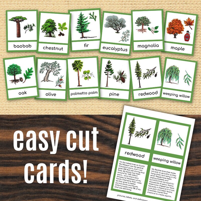 Montessori Trees Unit Science Cards - Evergreen Trees Deciduous Trees ...