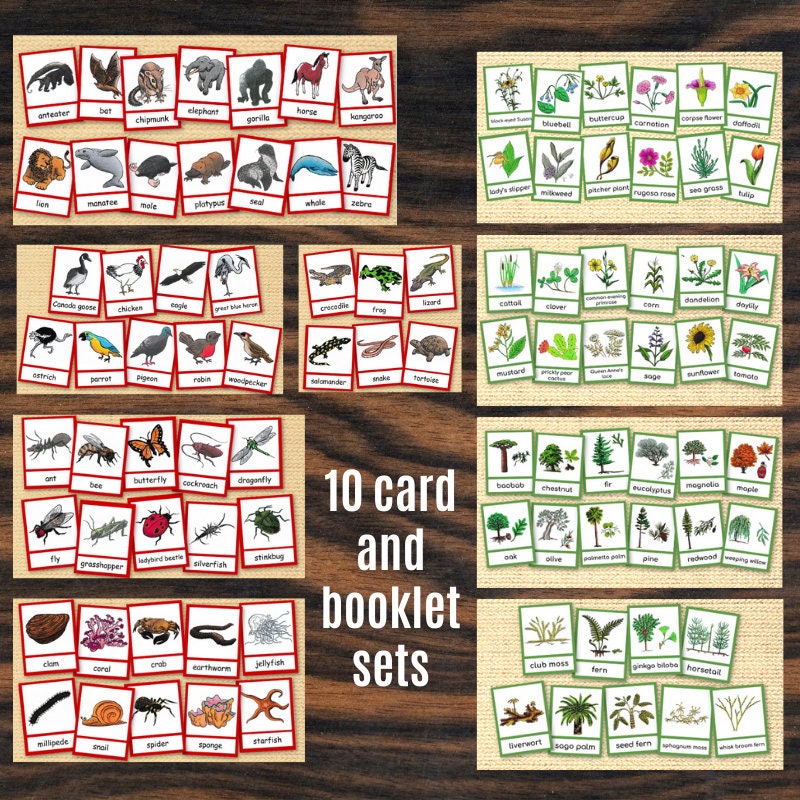 Plant and Animal Kingdom Science Cards: Montessori Elementary Biology ...