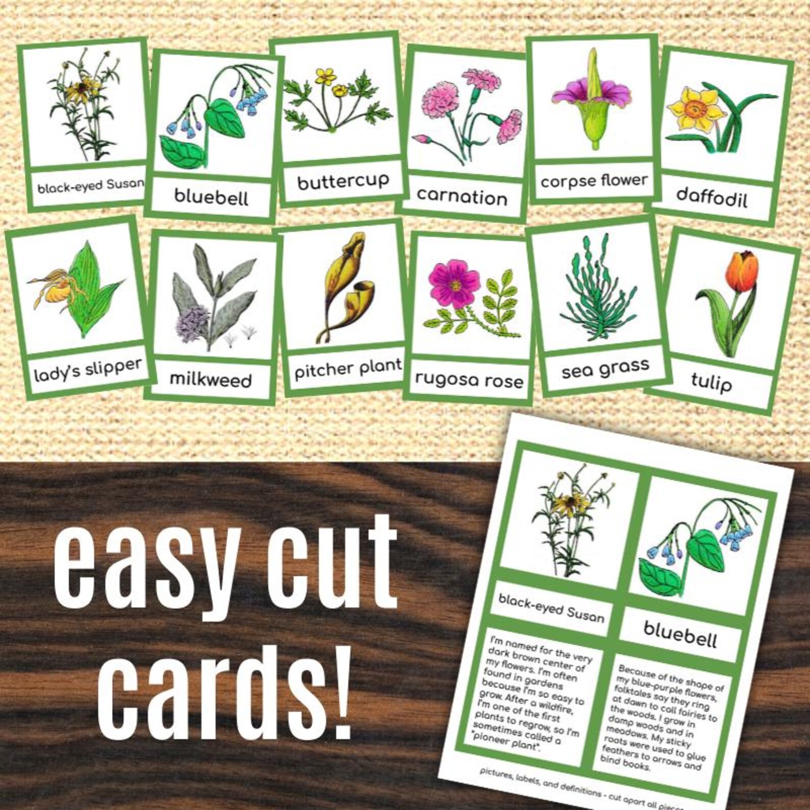 Montessori Flowering Plants Science Cards: Elementary Educational ...