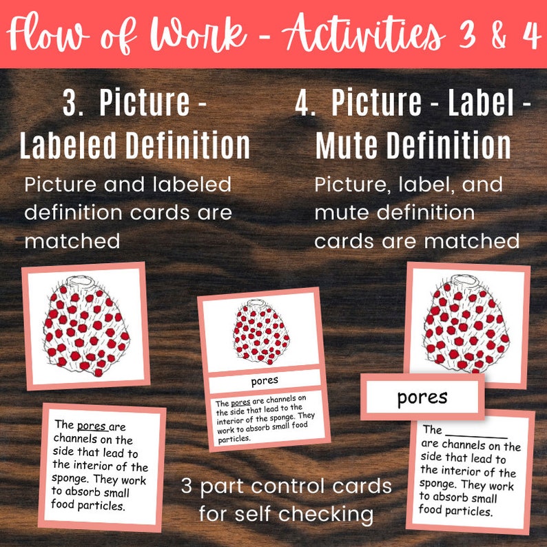 Educational Printable: Sponge & Porifera Anatomy Booklet - Montessori ...