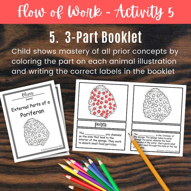 Educational Printable: Sponge & Porifera Anatomy Booklet - Montessori ...