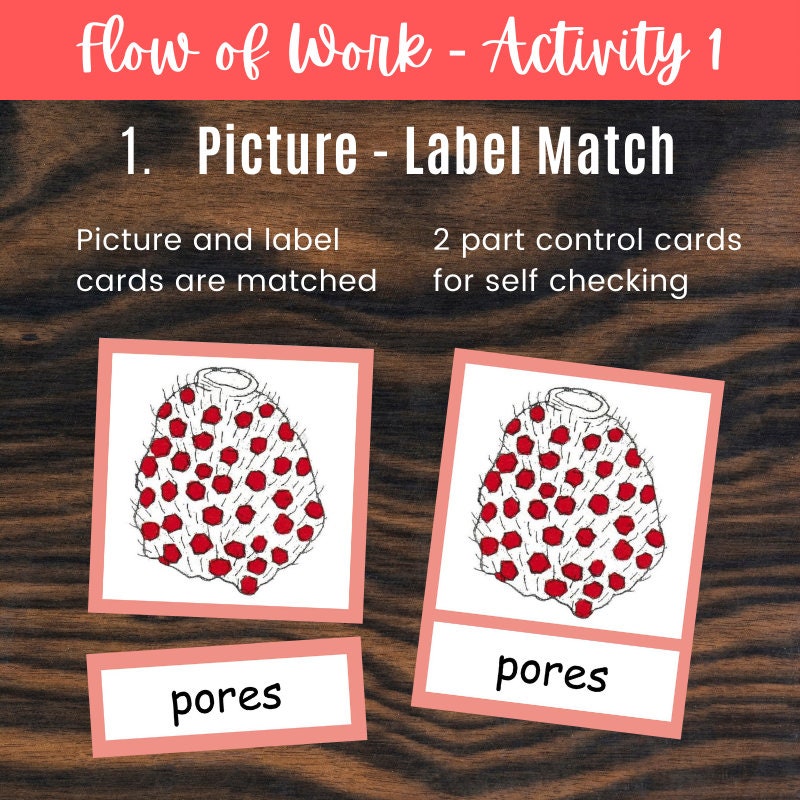 Educational Printable: Sponge & Porifera Anatomy Booklet - Montessori ...