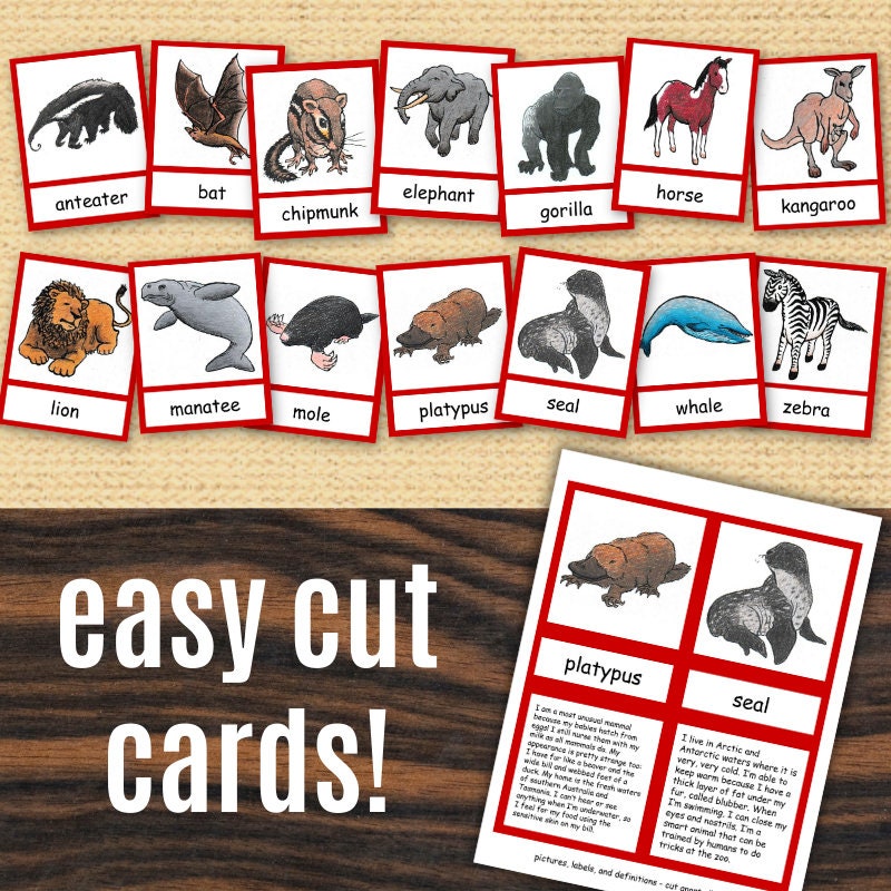 Montessori Mammal Printables - Animal Kingdom Montessori Materials 3 ...