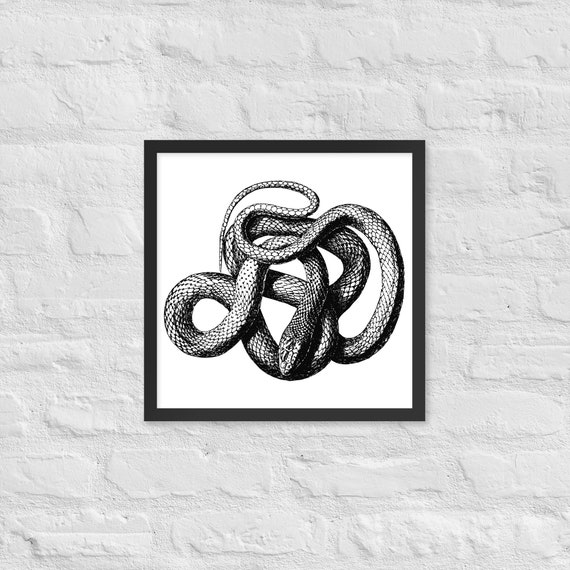 Coiled Snake Drawing
