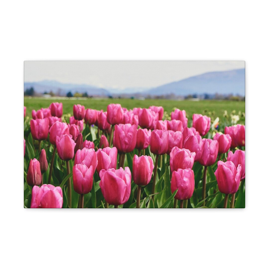A Sea of Pink Tulips Canvas, Gallery Wrapped - Etsy