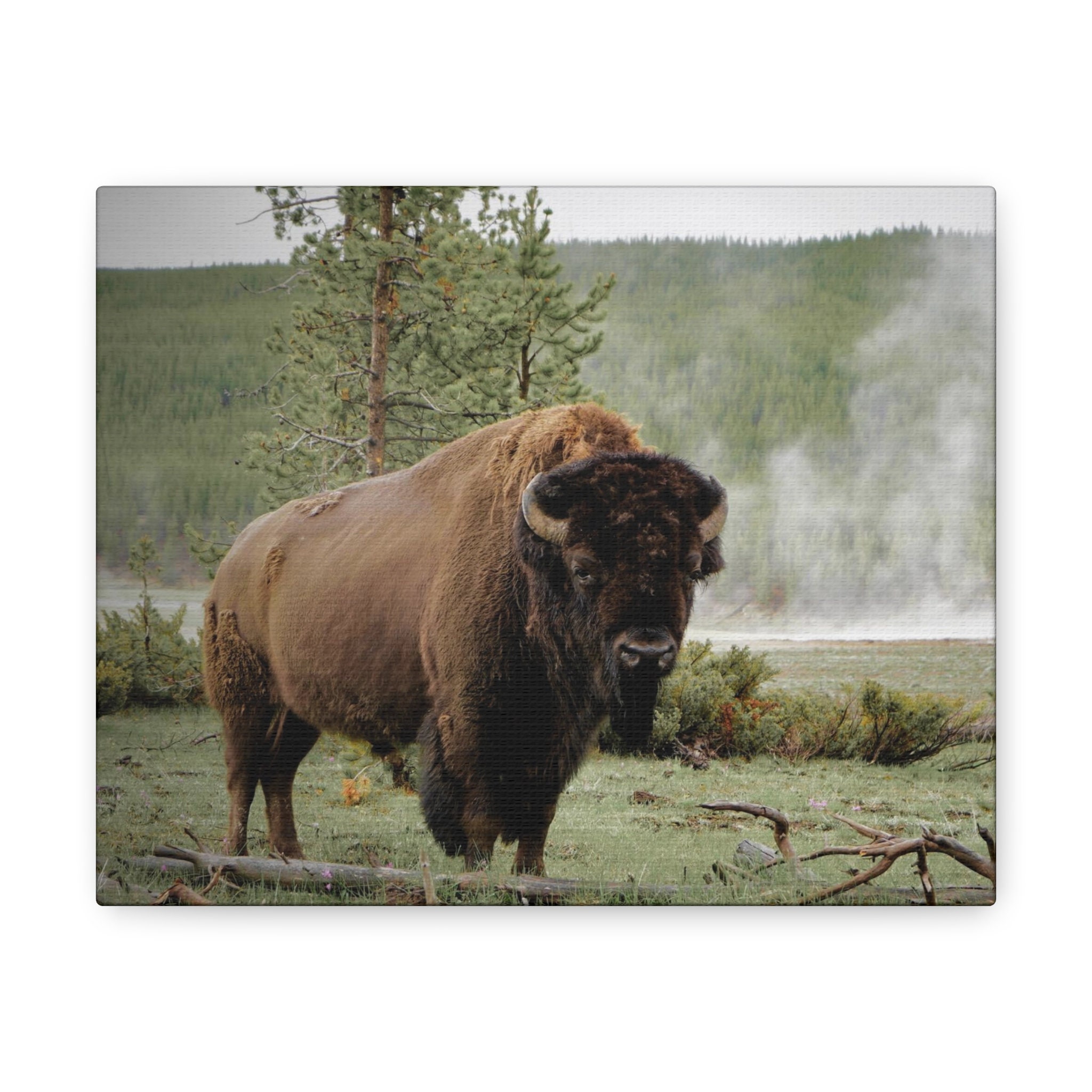 American Bison, Yellowstone, Gallery Wrapped Canvas - Etsy