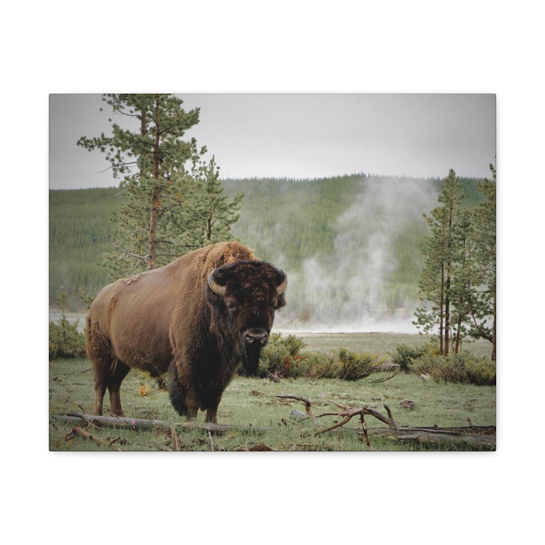 American Bison, Yellowstone, Gallery Wrapped Canvas - Etsy